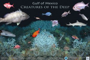 A closer look at the Ivory Tree Coral | The Coral Portal