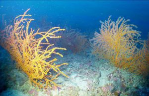 A closer look at the Ivory Tree Coral | The Coral Portal