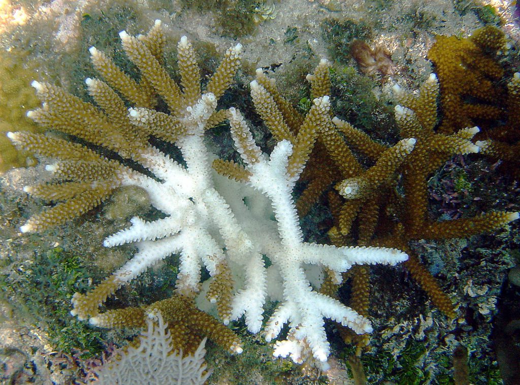 A closer look at the Ivory Tree Coral | The Coral Portal