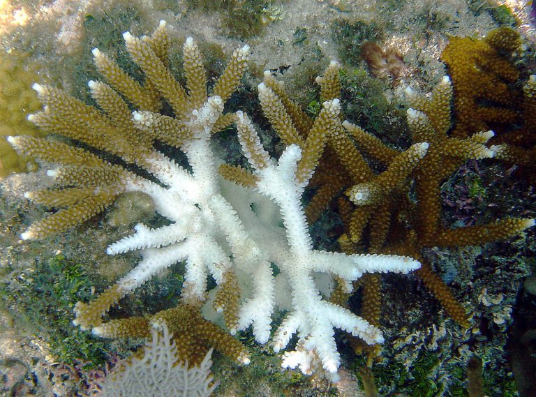 A closer look at the Ivory Tree Coral | The Coral Portal
