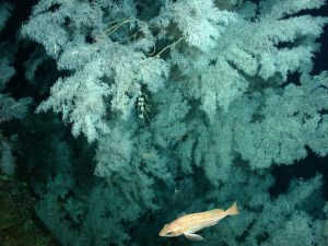 A closer look at the Ivory Tree Coral | The Coral Portal