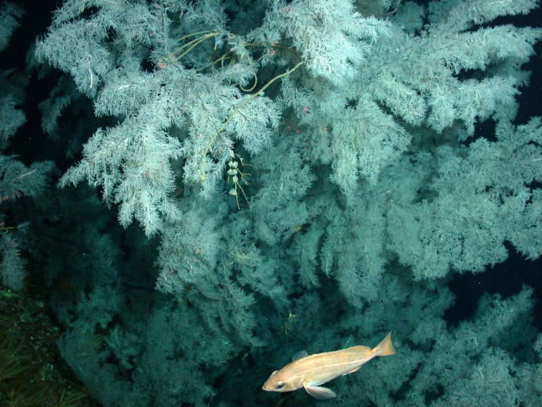 A closer look at the Ivory Tree Coral | The Coral Portal