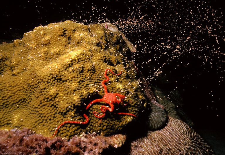A closer look at the Ivory Tree Coral | The Coral Portal
