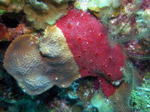 A closer look at the Ivory Tree Coral | The Coral Portal